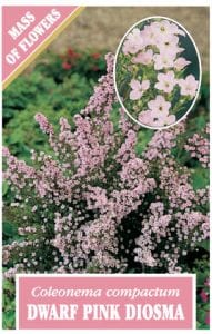 COLEONEMA COMPACTUM DWARF PINK DIOSMA 14 | The Garden Feast