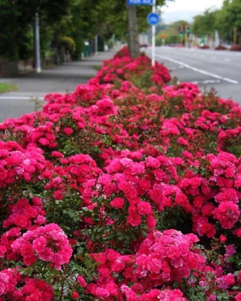 ROSA FLOWER CARPET PINK 14CM | The Garden Feast