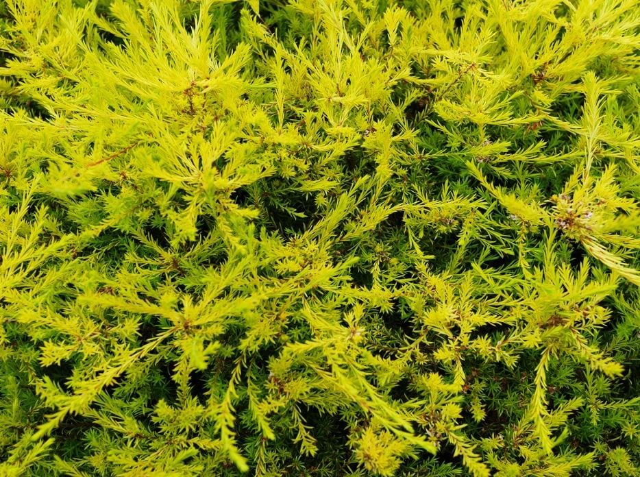 COLEONEMA PULCHRUM AUREA 200MM | Garden Feast