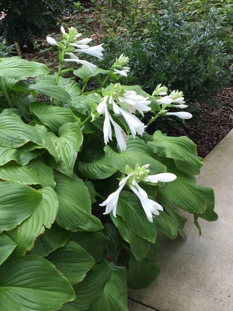 HOSTA GRANDIFLORA 250MM | Garden Feast