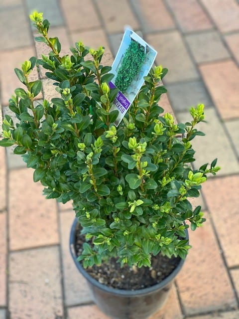 BUXUS SEMPERVIRENS ENGLISH BOX 200MM | Garden Feast