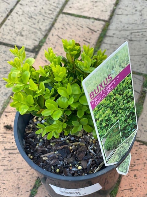 BUXUS SUFFRUITICOSA DUTCH BOX 1400MM | Garden Feast