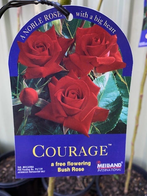 ROSE COURAGE 3FT STD | Garden Feast