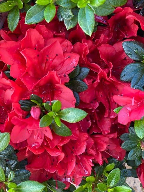 AZALEA SCARLET DRAGON 250MM | Garden Feast