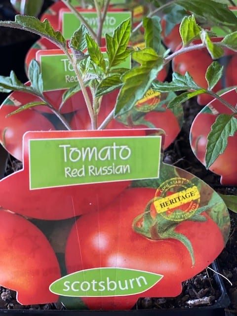 TOMATO RUSSIAN RED 100MM | Garden Feast
