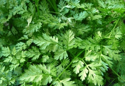 CHERVIL HERB | Garden Feast
