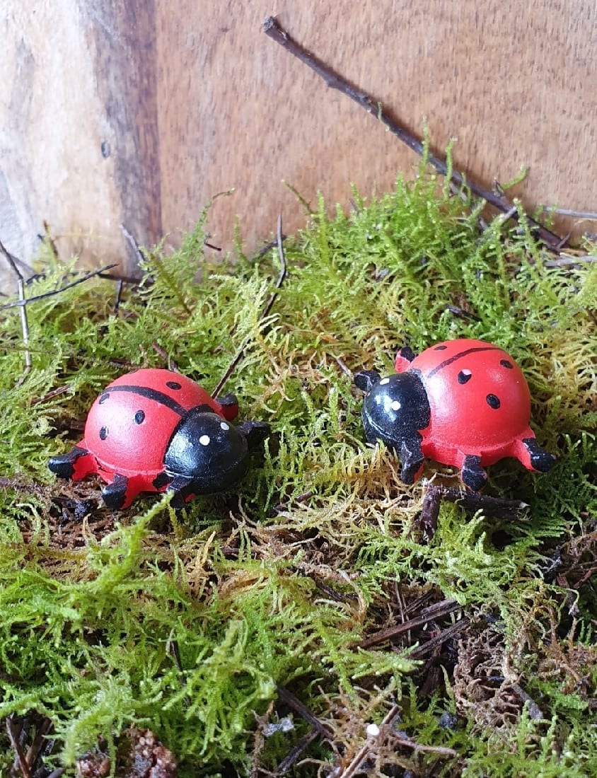 MINI LADYBUGS | Garden Feast