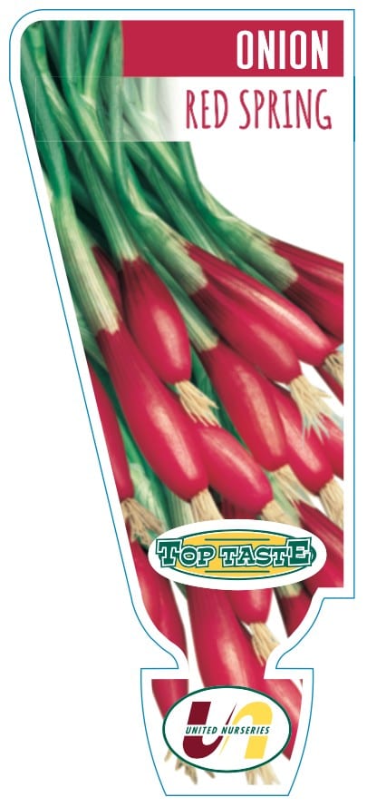 ONION RED SPRING | Garden Feast