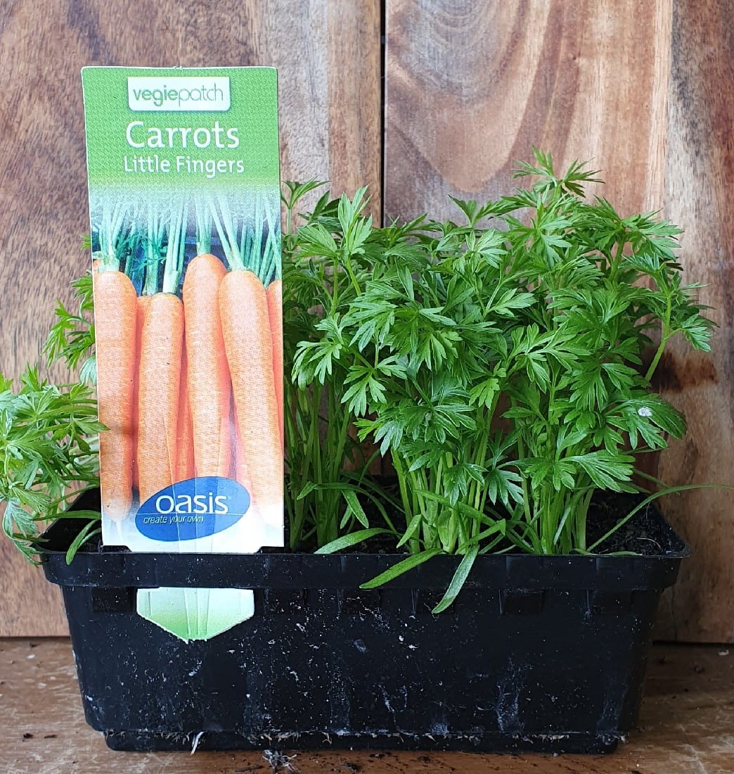 CARROT LITTLE FINGERS | Garden Feast