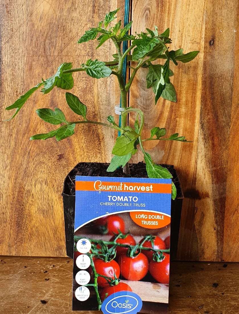 TOMATO CHERRY DBL TRUSS 125MM | Garden Feast