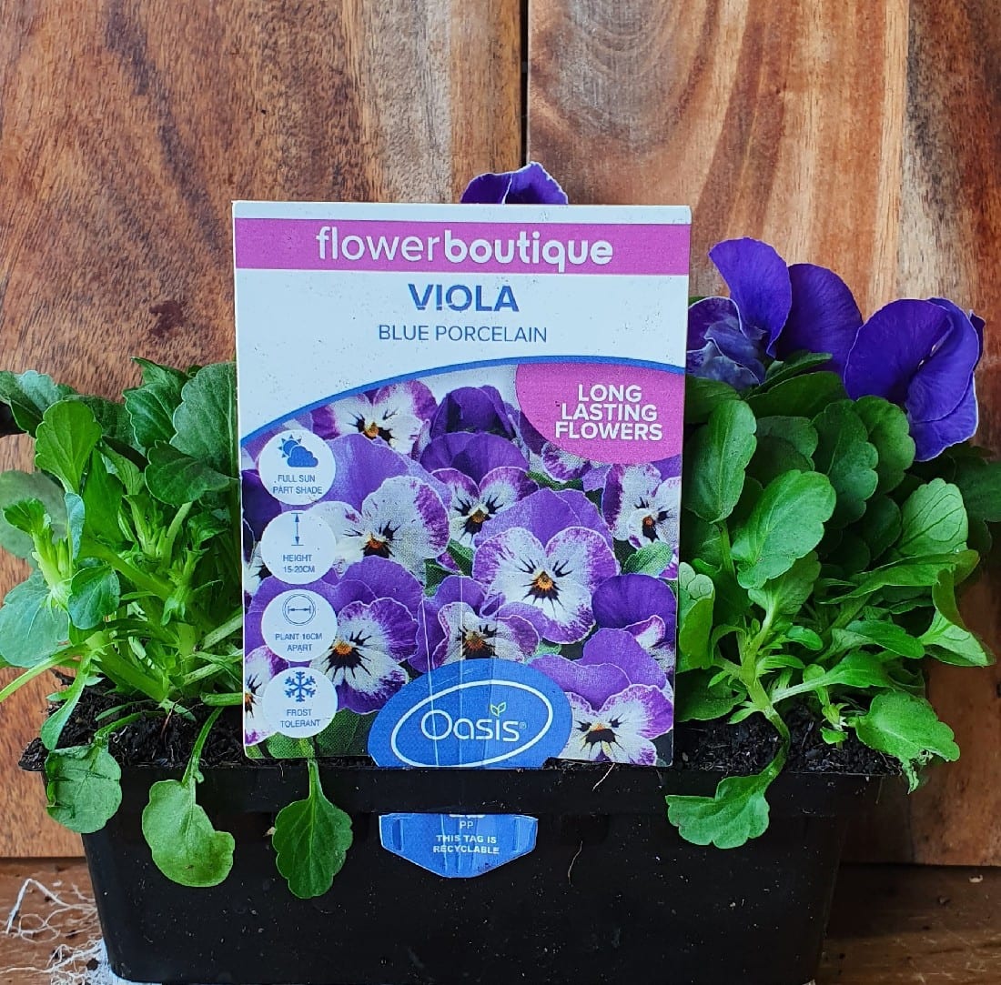VIOLA BLUE PORCELAIN | Garden Feast
