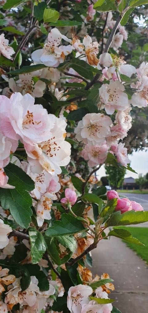 Malus Ioensis Plena Crab Apple 330mm | Garden Feast