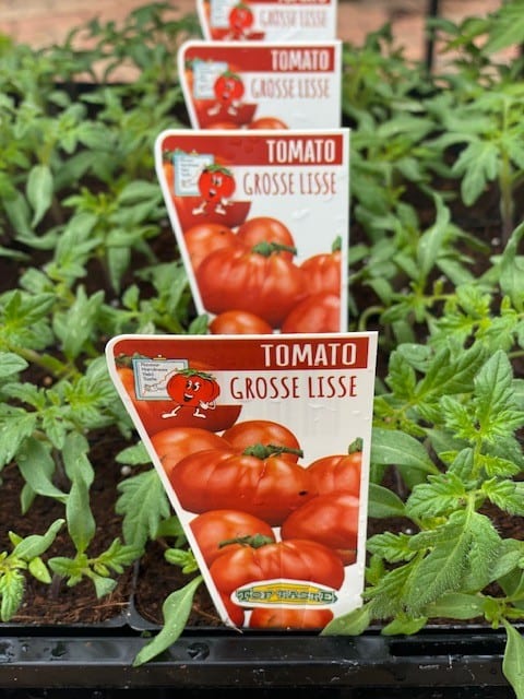 TOMATO GROSSE LISSE | Garden Feast