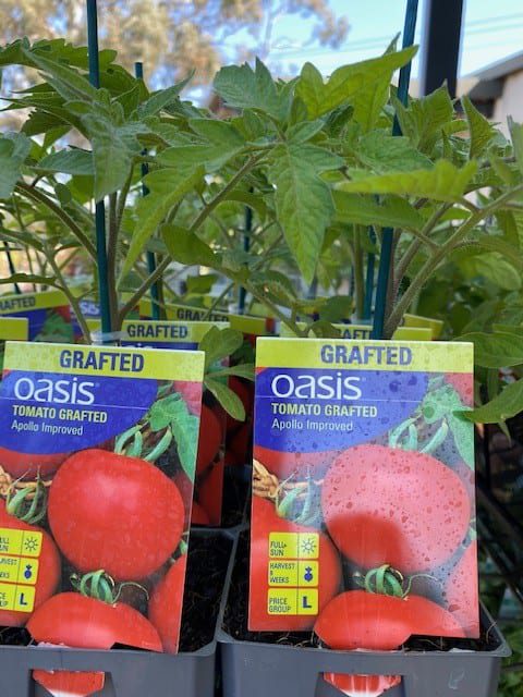 TOMATO GRAFTED APOLLO IMPROVED | Garden Feast