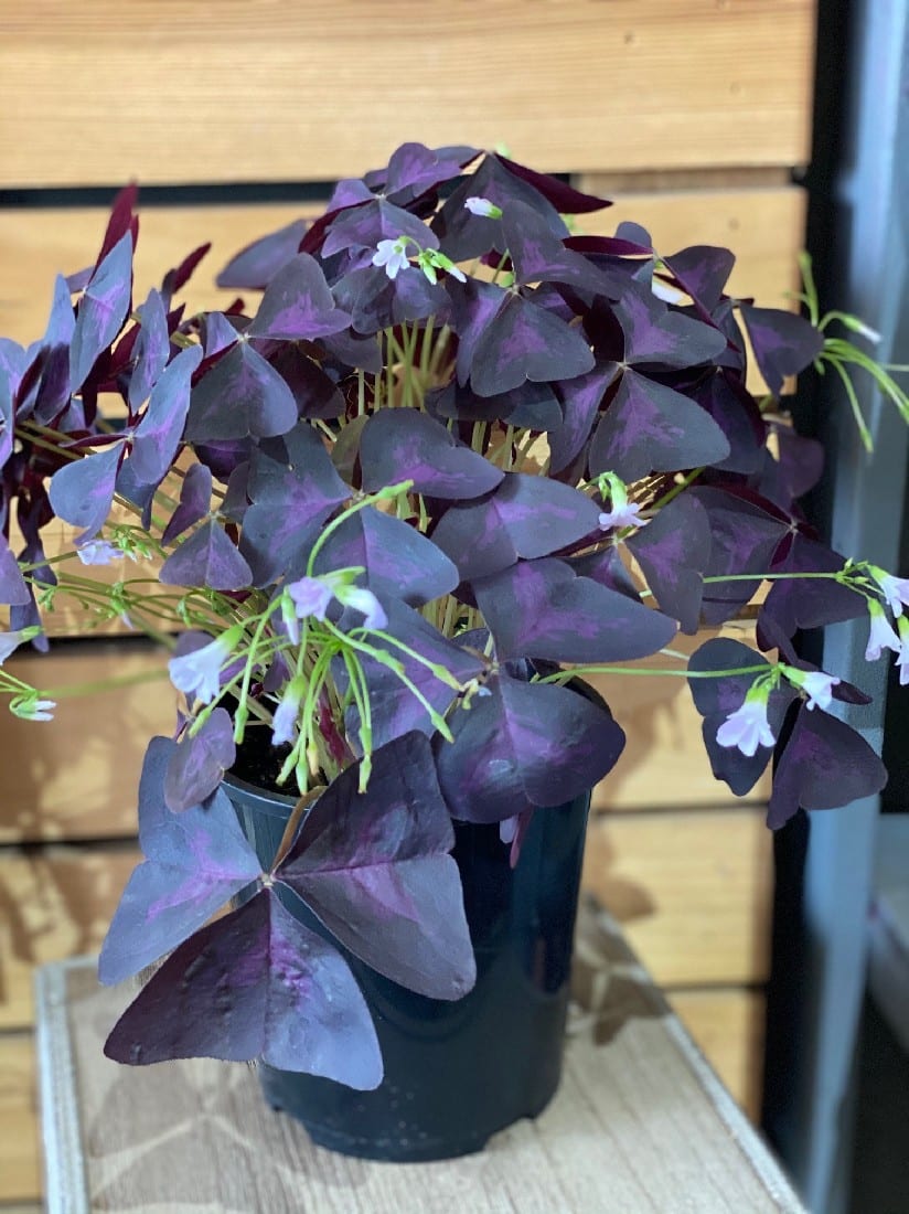 Oxalis triangularis 180mm | Garden Feast