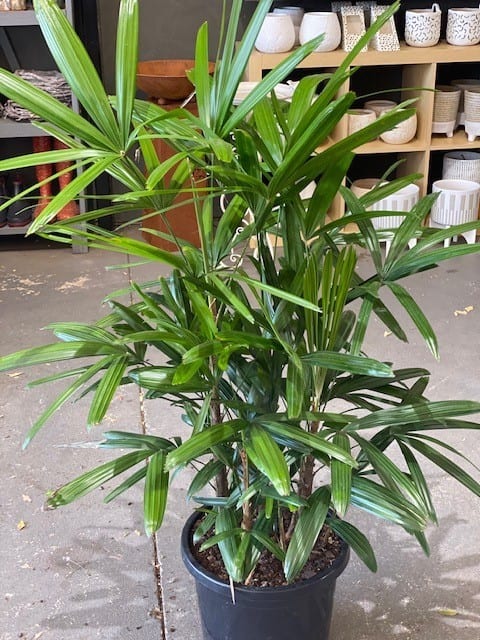 RHAPIS EXCELSA LADY PALM 300MM | Garden Feast