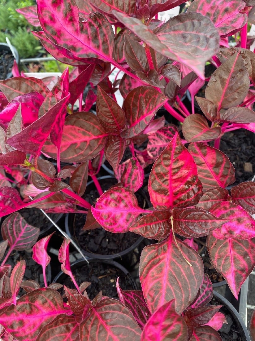 IRESINE HERBSTII BLOODLEAF 150MM | Garden Feast