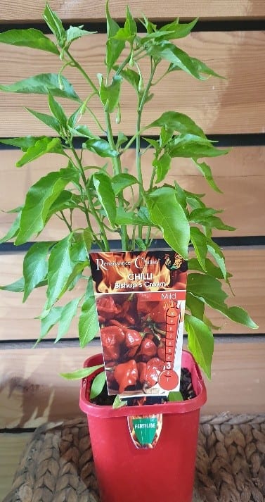 Chilli Bishop crown 125mm | Garden Feast