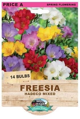 FREESIA HADECO MIXED 14 BULBS | Garden Feast