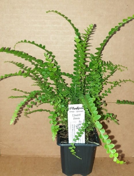 NEPHROLEPIS CORDIFOLIA DUFFI FERN 75MM | Garden Feast
