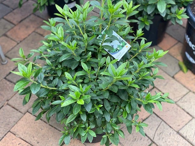 AZALEA ALBA MAGNIFICA 250MM | Garden Feast