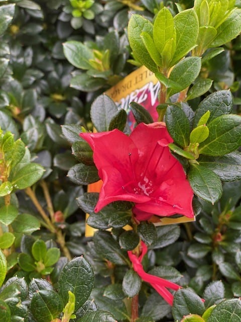 AZALEA SCARLET DRAGON 170MM | Garden Feast