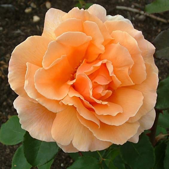 ROSE JUST JOEY 200MM | Garden Feast