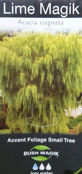 ACACIA LIME MAGIK 200MM | Garden Feast