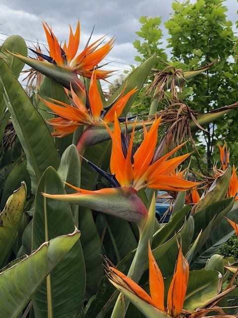 STRELITZIA REGINAE 200MM | Garden Feast