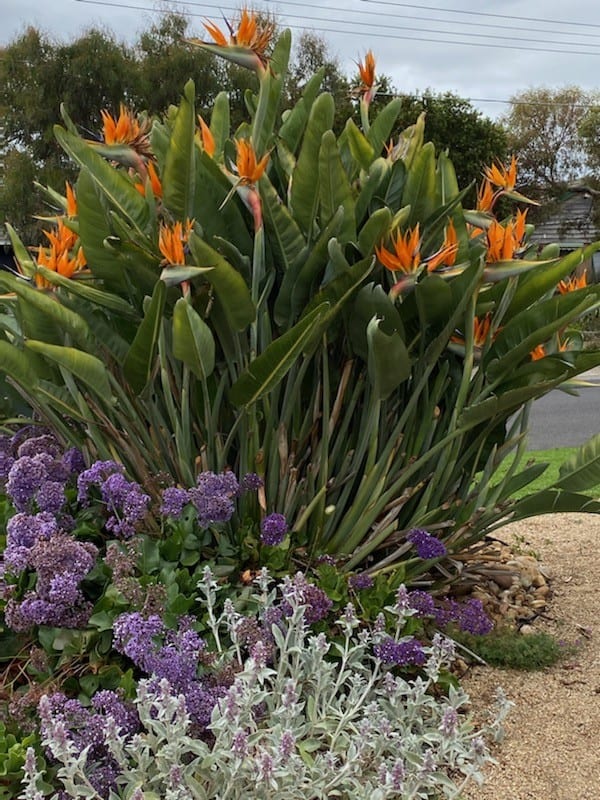STRELITZIA REGINAE 200MM | Garden Feast