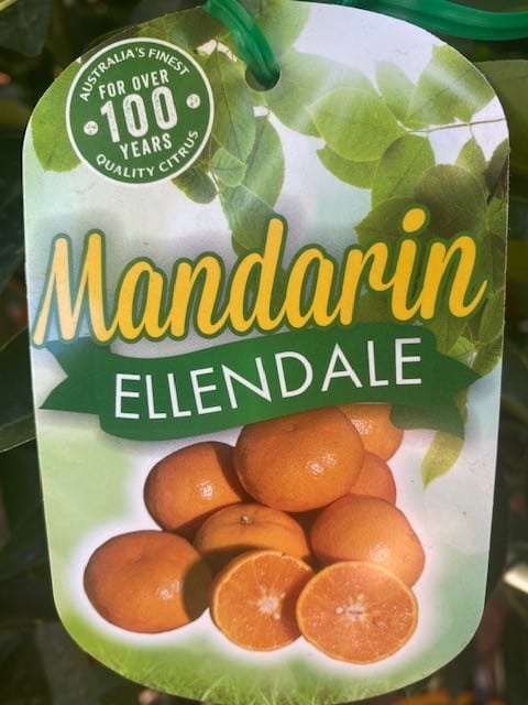 MANDARIN ELLENDALE 250MM | Garden Feast