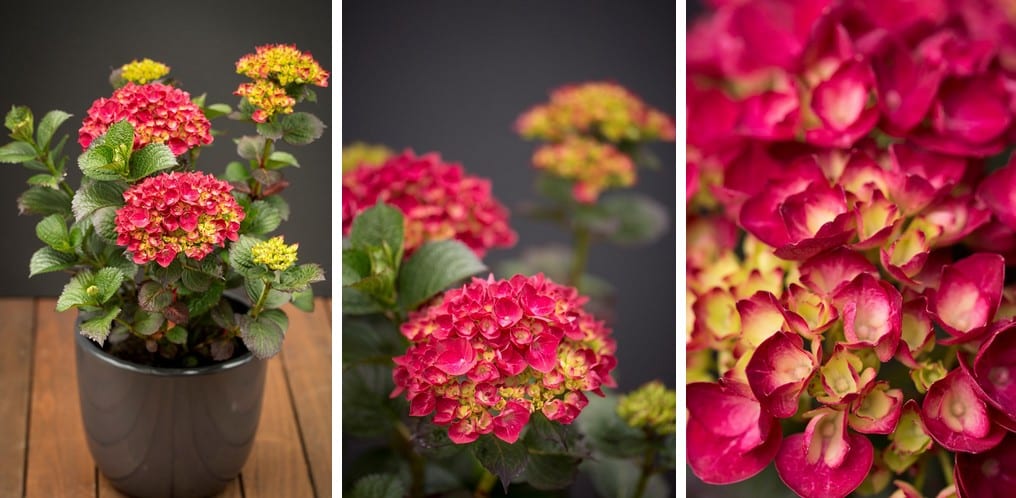 Hydrangea Magical Ruby Red PBR 200mm | Garden Feast