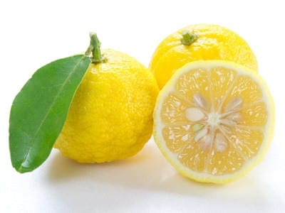 LEMON YUZU JAPANESE 200MM | Garden Feast