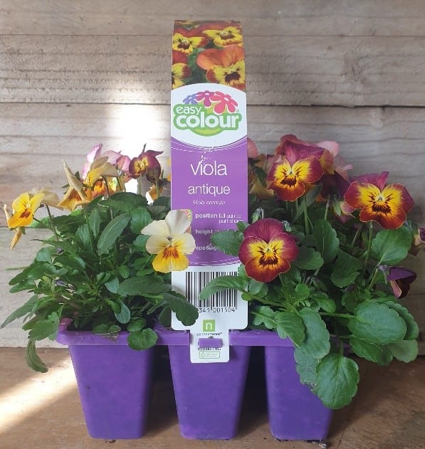EASY COLOUR VIOLA ANTIQUE | Garden Feast