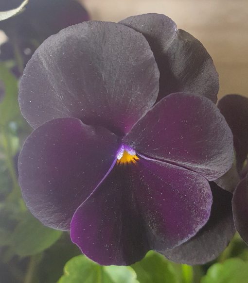 EASY COLOUR VIOLA BLACK VELVET | Garden Feast