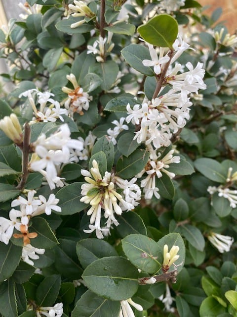 OSMANTHUS HEAVEN SCENT 200MM | Garden Feast