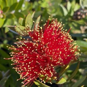 Medium Shrubs | Garden Feast