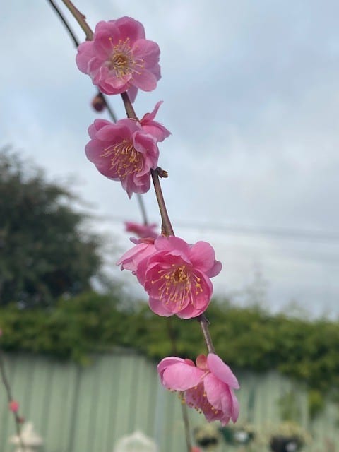 PRUNUS MUME PENDULA WEEPING APRICOT 1.5 STD 300MM | Garden Feast