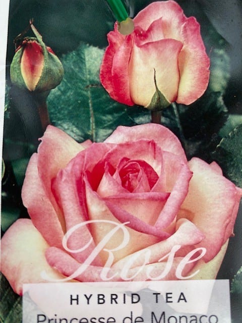 ROSE PRINCESS DE MONACO 3FT Standard | Garden Feast