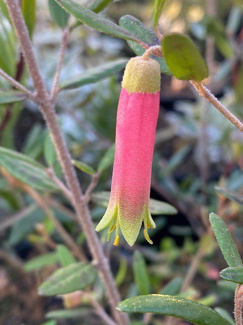 CORREA GLABRA RED 150MM | Garden Feast