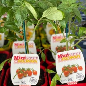 Vegie Seedlings | Garden Feast