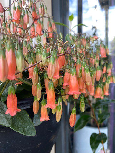 KALANCHOE TRAILING BASKET 270MM | Garden Feast