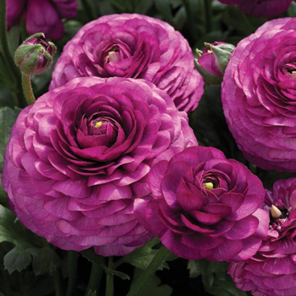 EASY COLOUR RANUNCULUS PURPLE | The Garden Feast