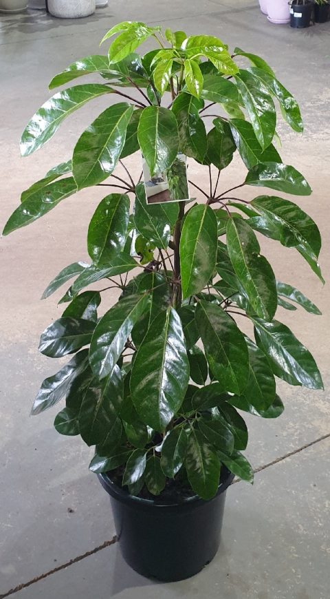 SCHEFFLERA AMATE 300MM | The Garden Feast