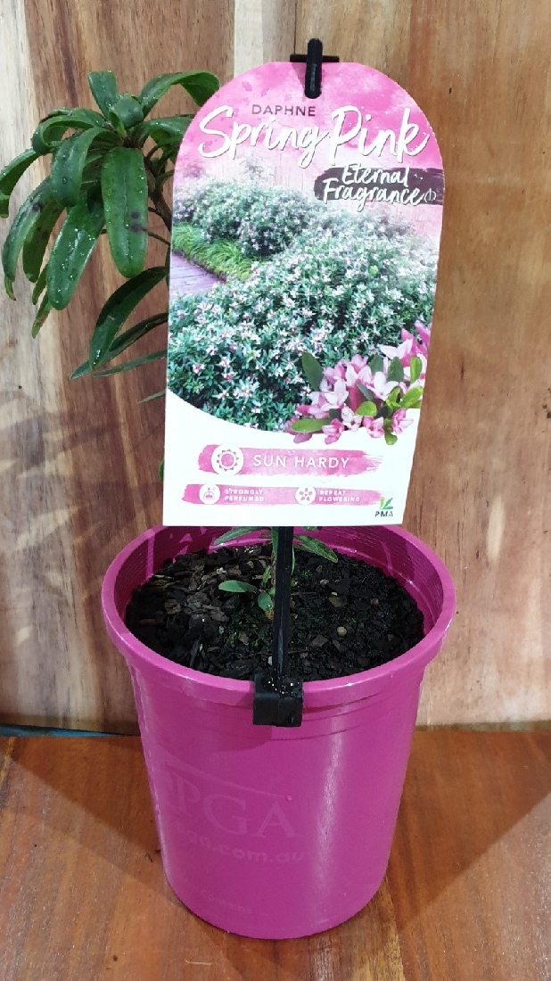 DAPHNE SPRING PINK 140MM | Garden Feast