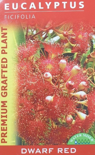 CORYMBIA DWARF RED GRAFTED 200MM | Garden Feast