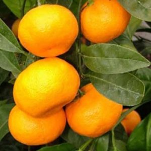 MANDARIN JAPANESE SEEDLESS 200MM | The Garden Feast