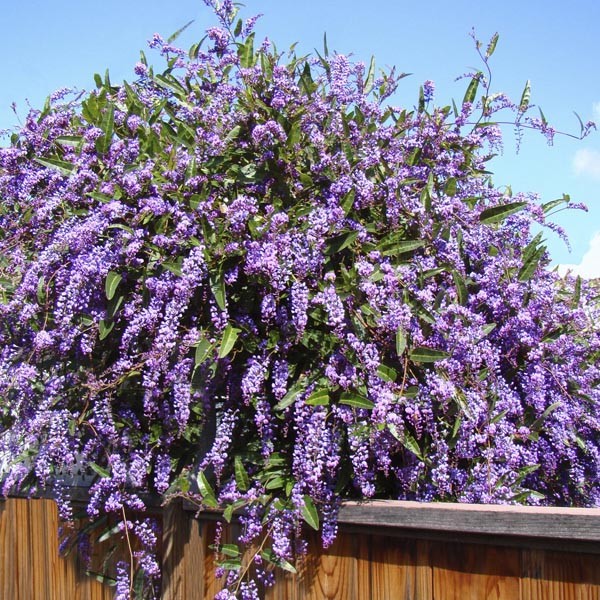 HARDENBERGIA HAPPY WAND 140MM | Garden Feast