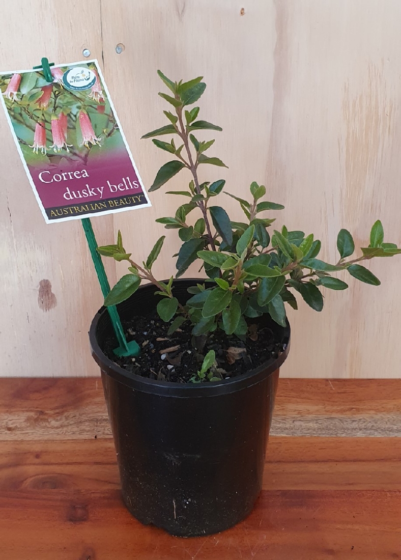 CORREA DUSKY BELLS 140MM | Garden Feast