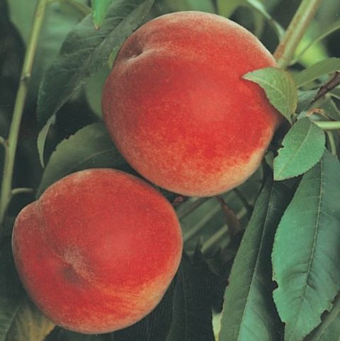 PEACH ANZAC | The Garden Feast